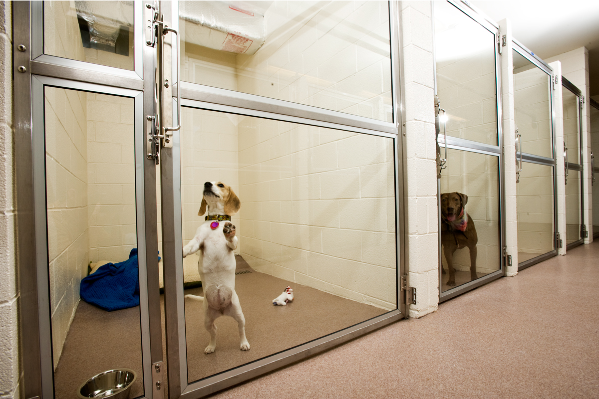Pet Boarding Best Dog Foods And Holistic Dog Health Remedies