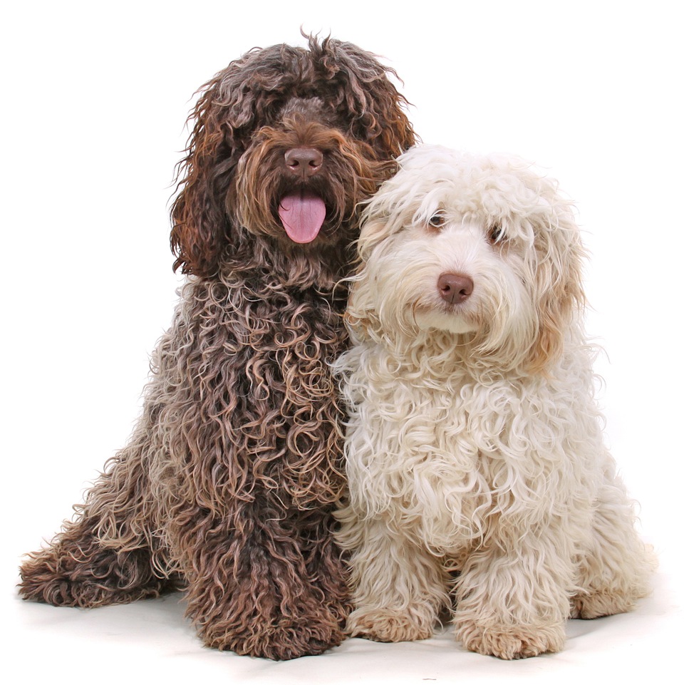 Designer Dog Breeds - Best Dog Foods and Holistic Dog Health Remedies ...