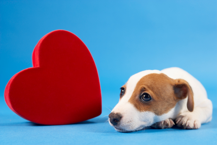 Dog Heart Murmur Symptoms - Best Dog Foods and Holistic Dog Health ...