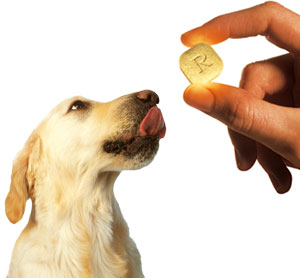 Side Effects of NSAIDs in Pets - Best Dog Foods and Holistic Dog Health ...