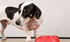 An Effective Pinworm Treatment - Best Dog Foods and Holistic Dog Health ...