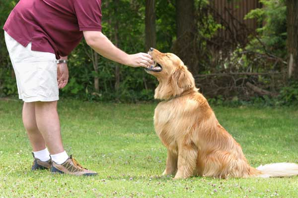 Golden Retriever Training - Best Dog Foods and Holistic Dog Health ...